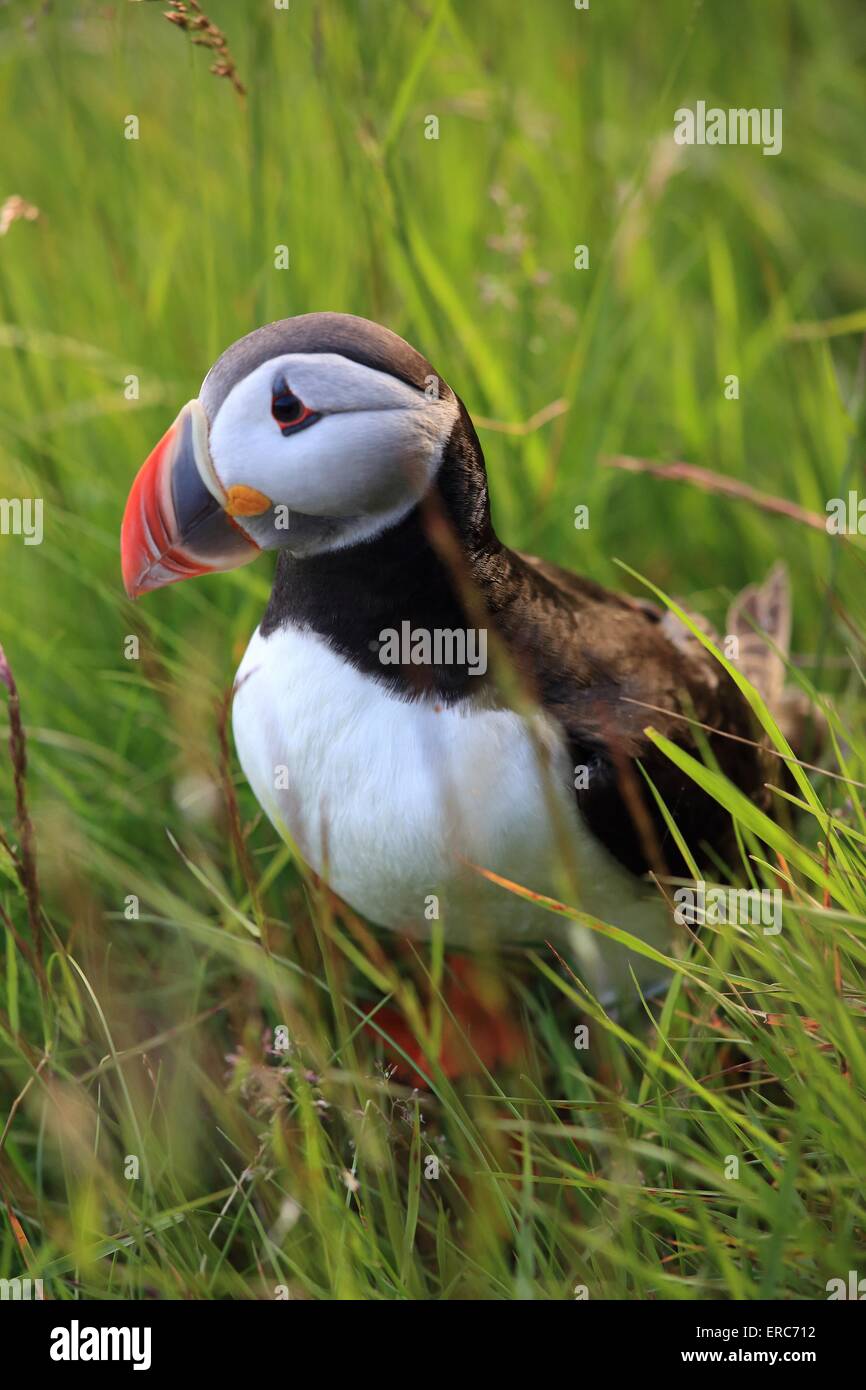Puffin grassland hi-res stock photography and images - Alamy