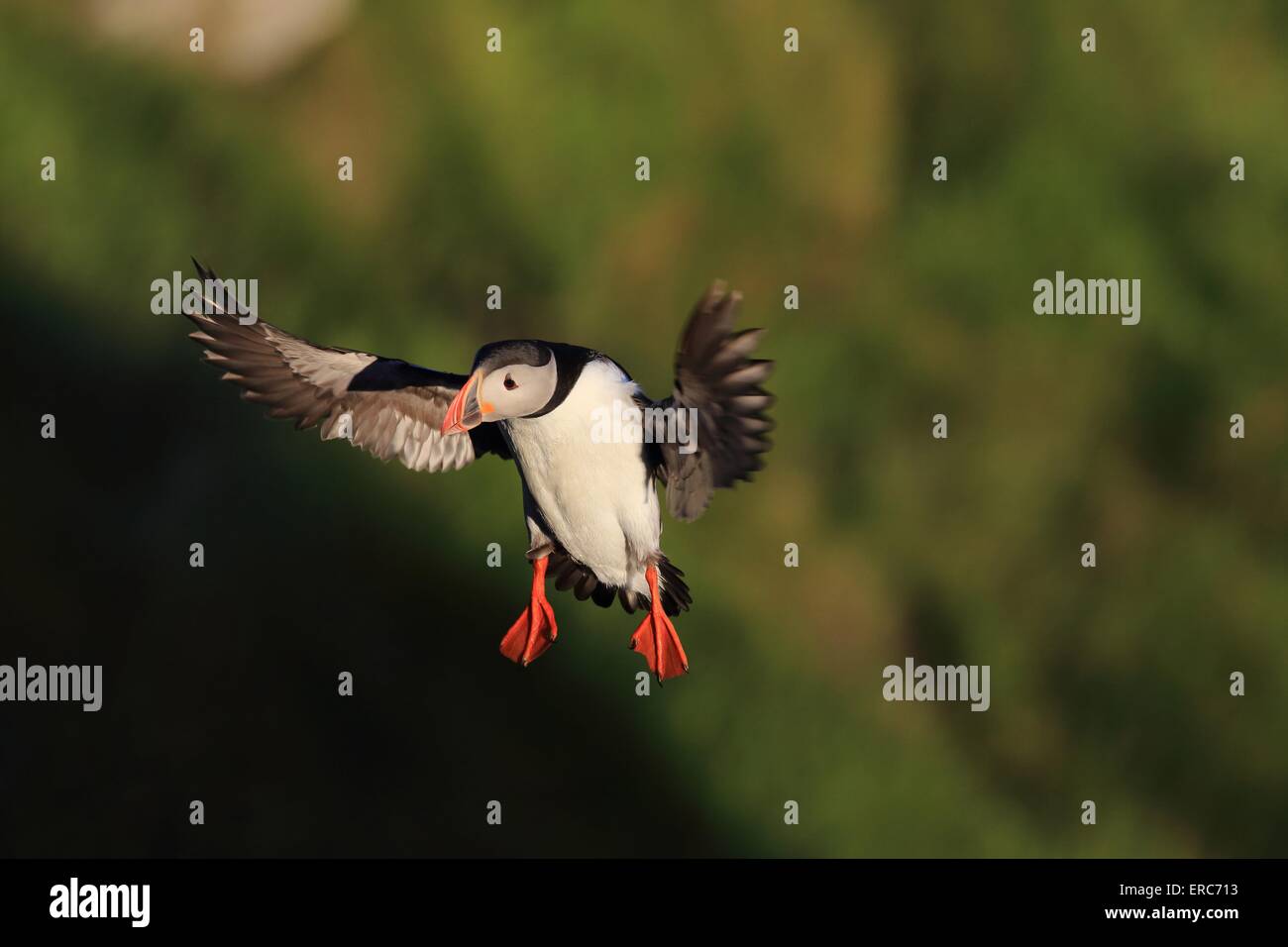 Puffin behavior hi-res stock photography and images - Alamy