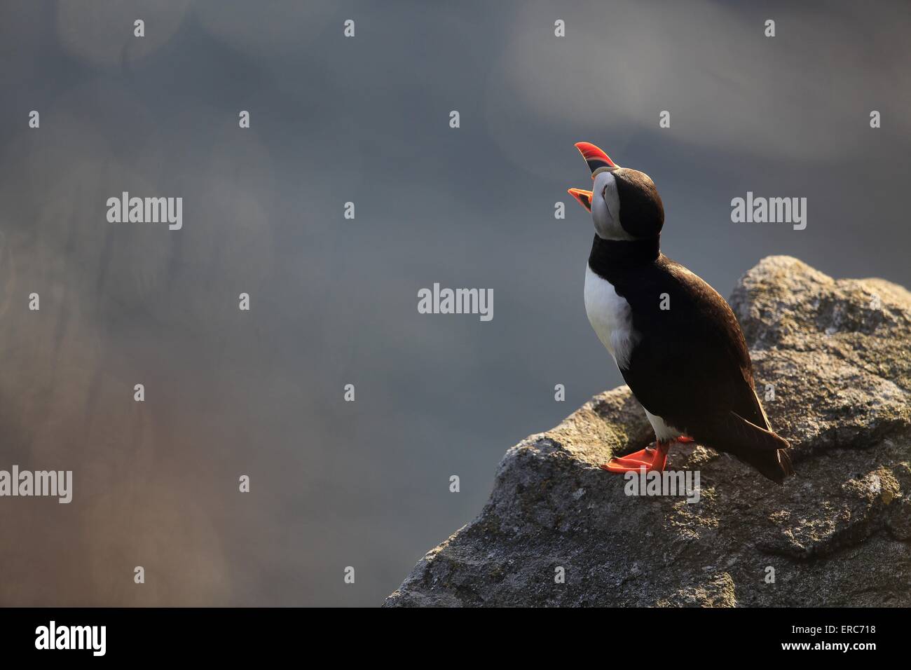 Puffin beaks hi-res stock photography and images - Alamy