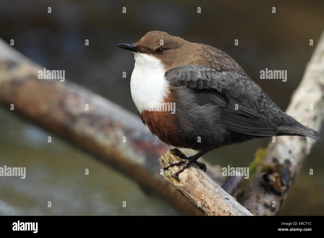 White breasted dipper cinclus hi-res stock photography and images - Alamy
