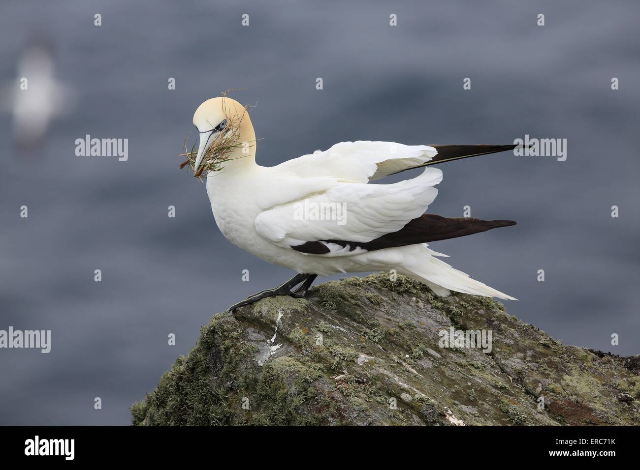 Gannet breeding ground hi-res stock photography and images - Alamy