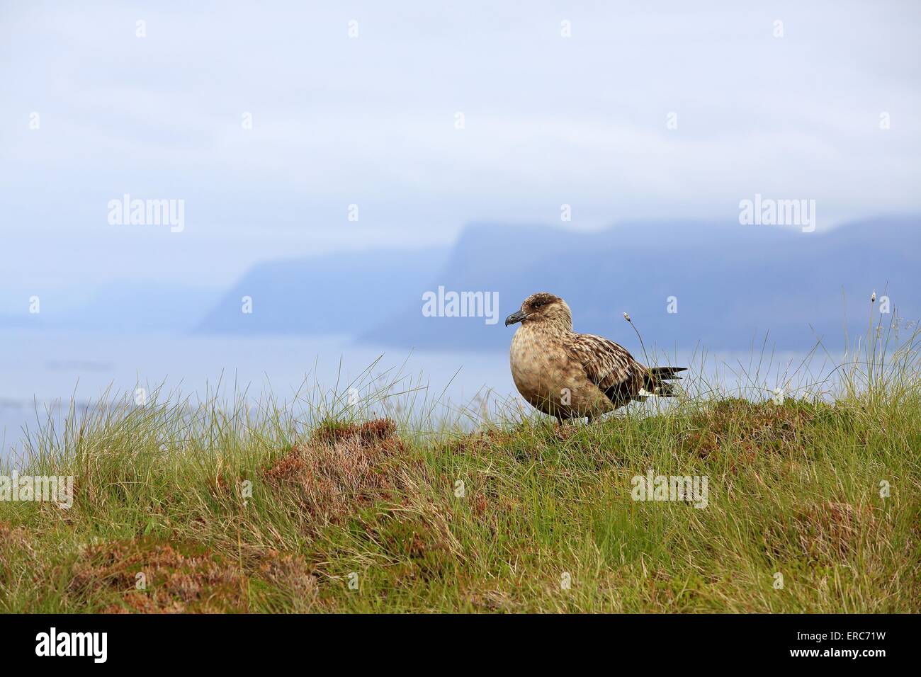 Skua seagull hi-res stock photography and images - Alamy
