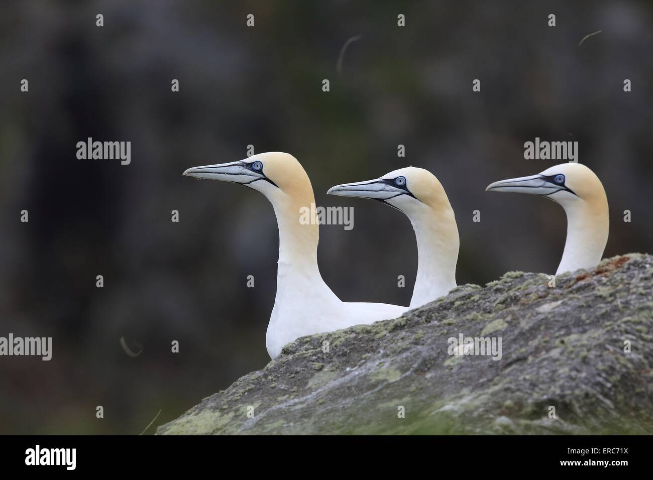 Three gannets hi-res stock photography and images - Alamy