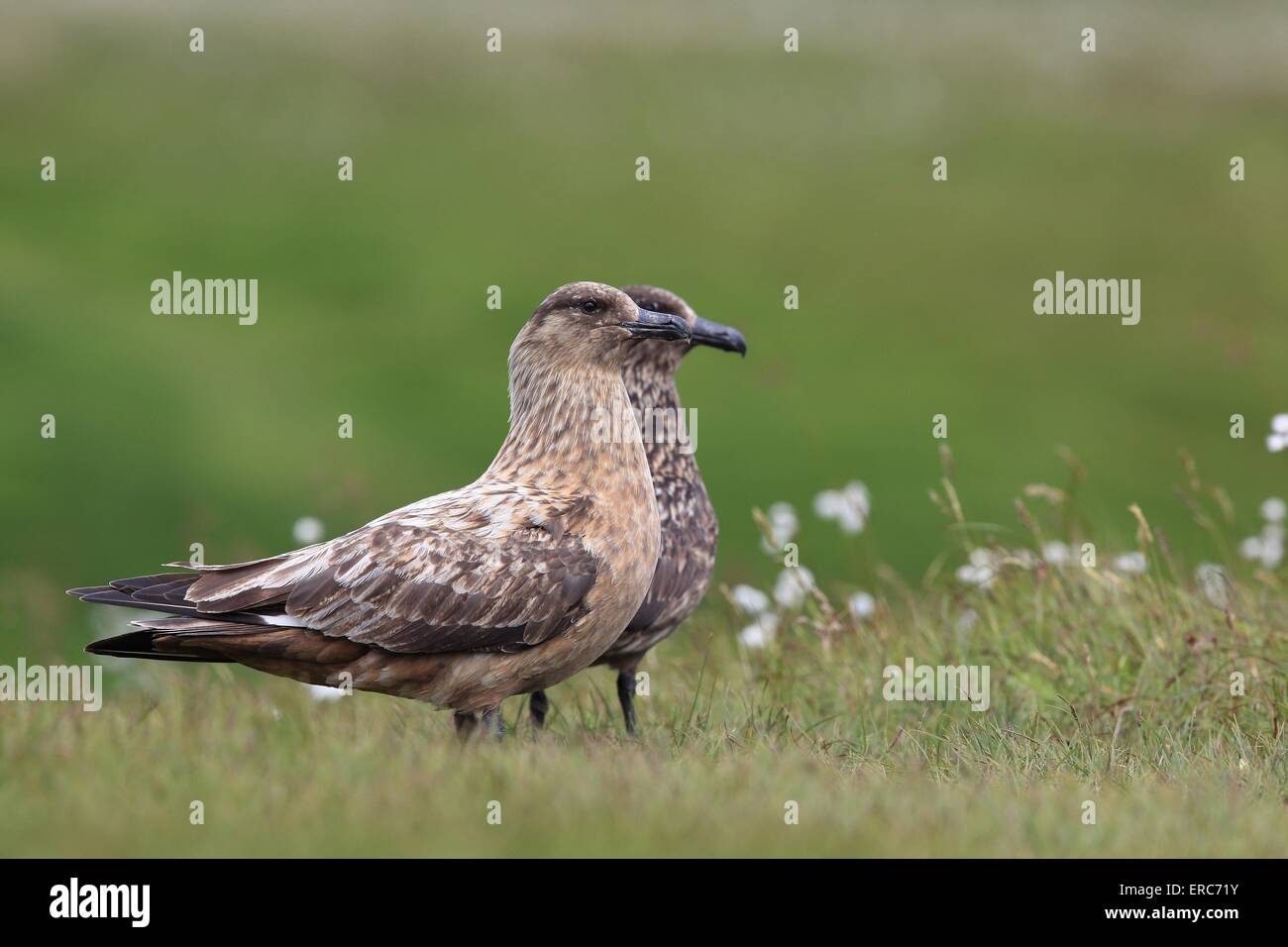 Skua seagull hi-res stock photography and images - Alamy