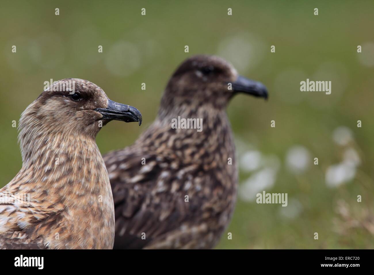 Skua seagull hi-res stock photography and images - Alamy