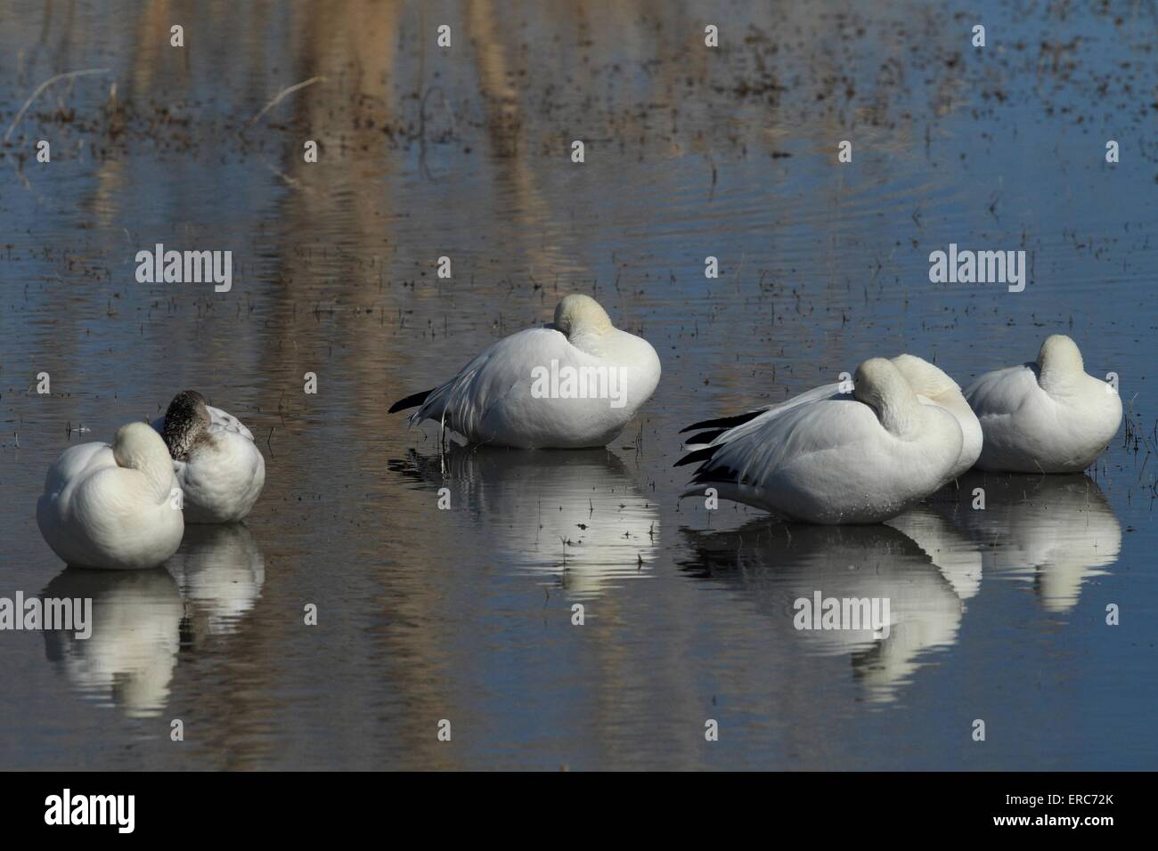 Sleeping geese hi-res stock photography and images - Alamy