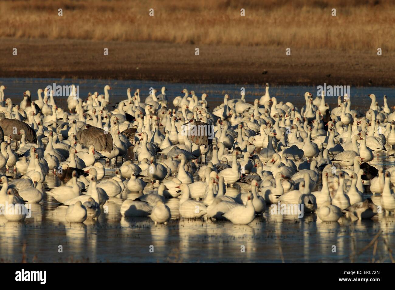 Snow bird bath hi-res stock photography and images - Alamy