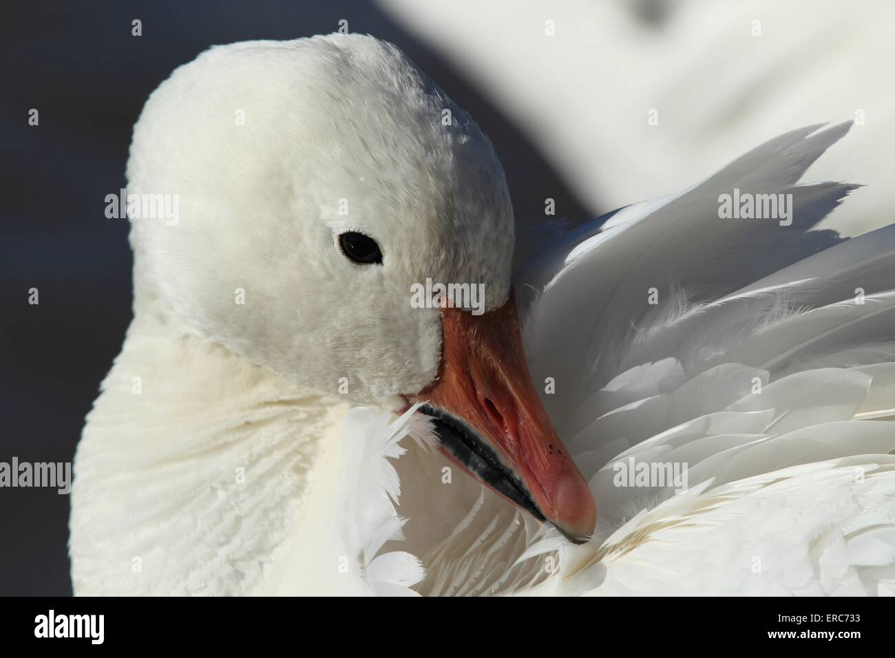 Clean goose hi-res stock photography and images - Alamy