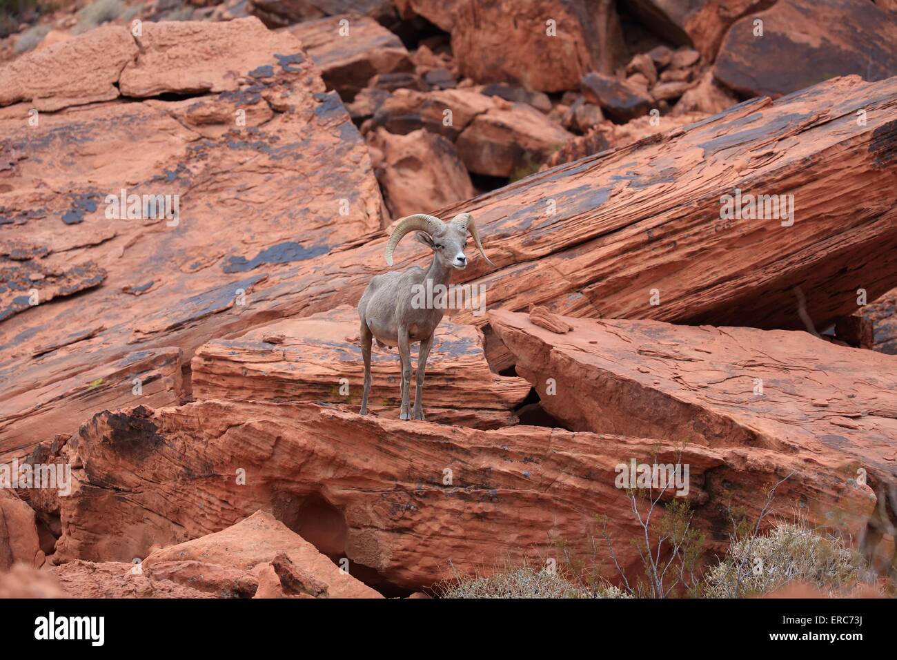 Sheep rocks hi-res stock photography and images - Alamy