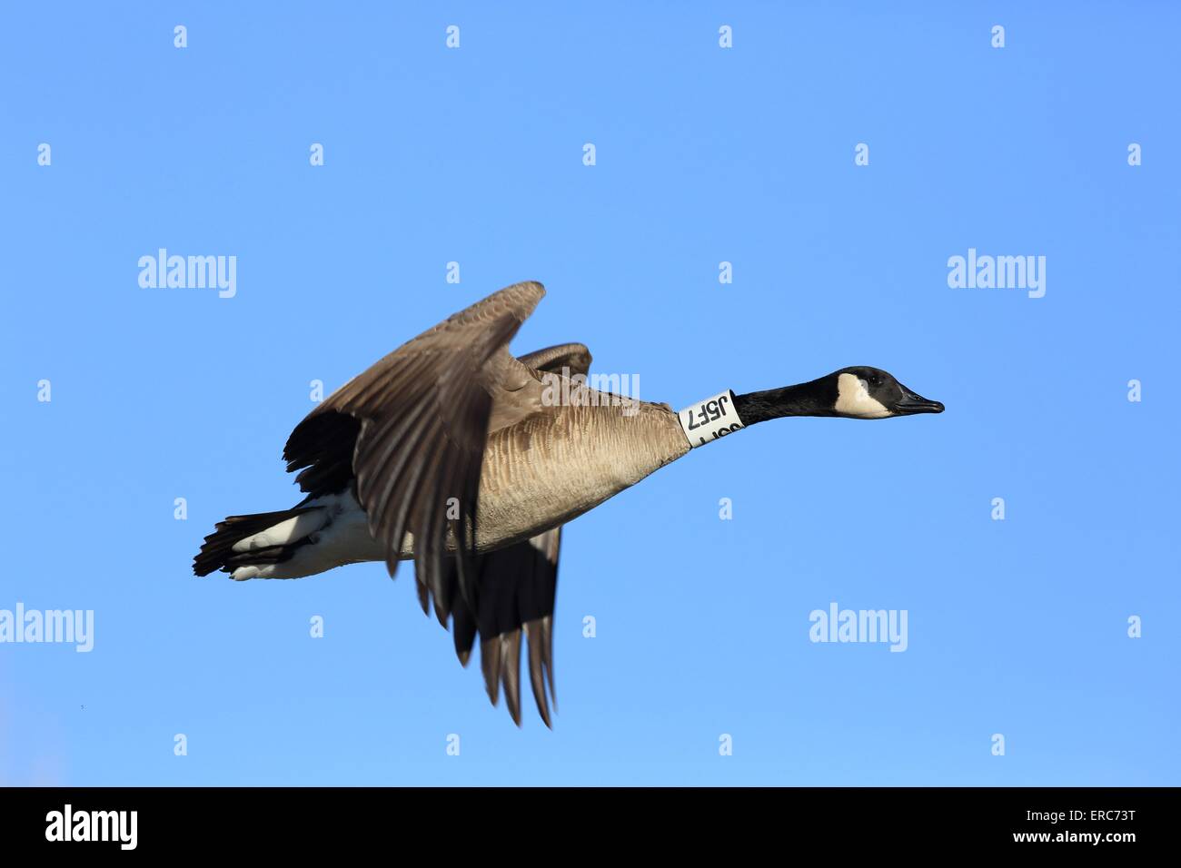 Canada goose identification hi-res stock photography and images - Alamy