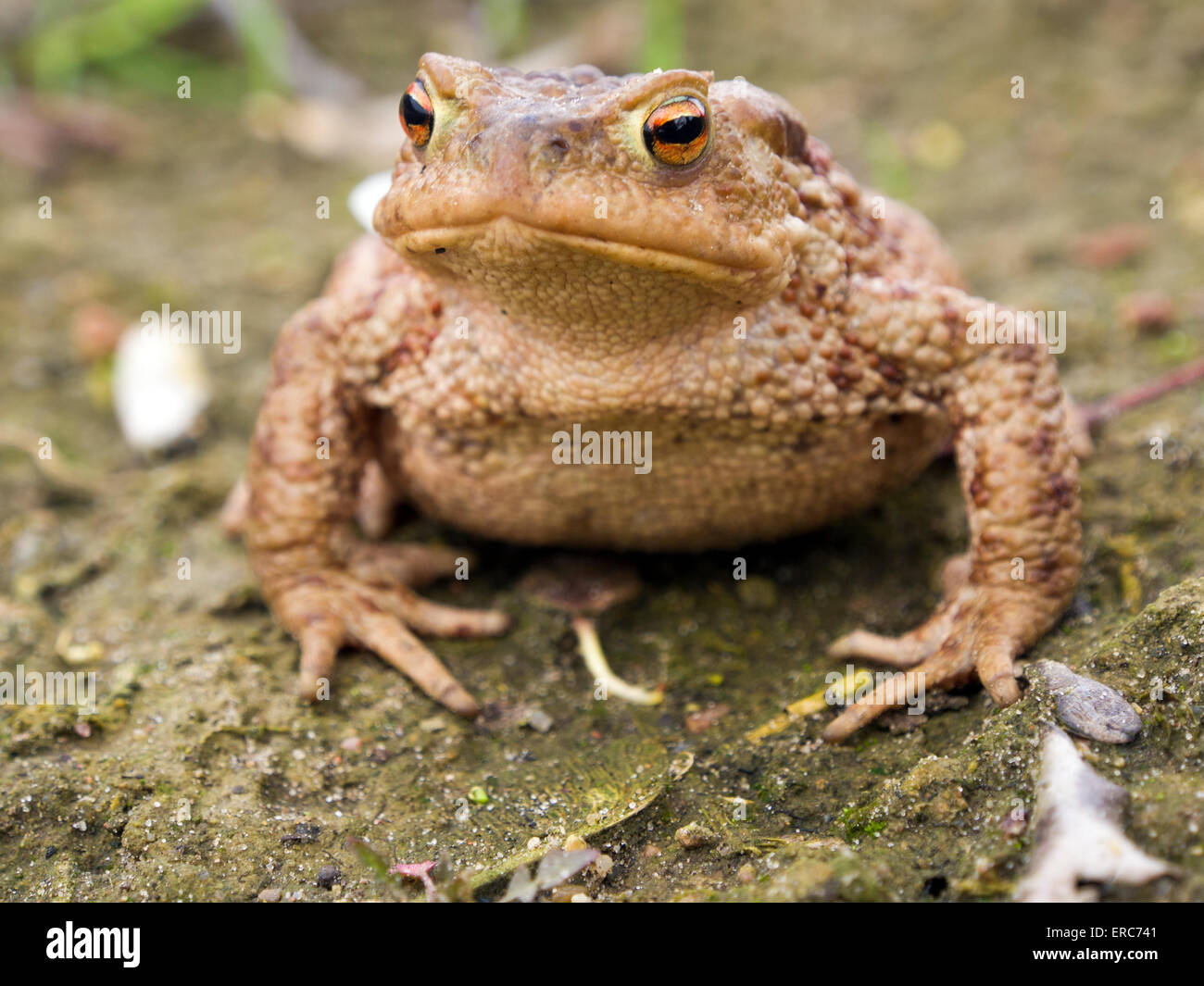 Water toad hi-res stock photography and images - Alamy