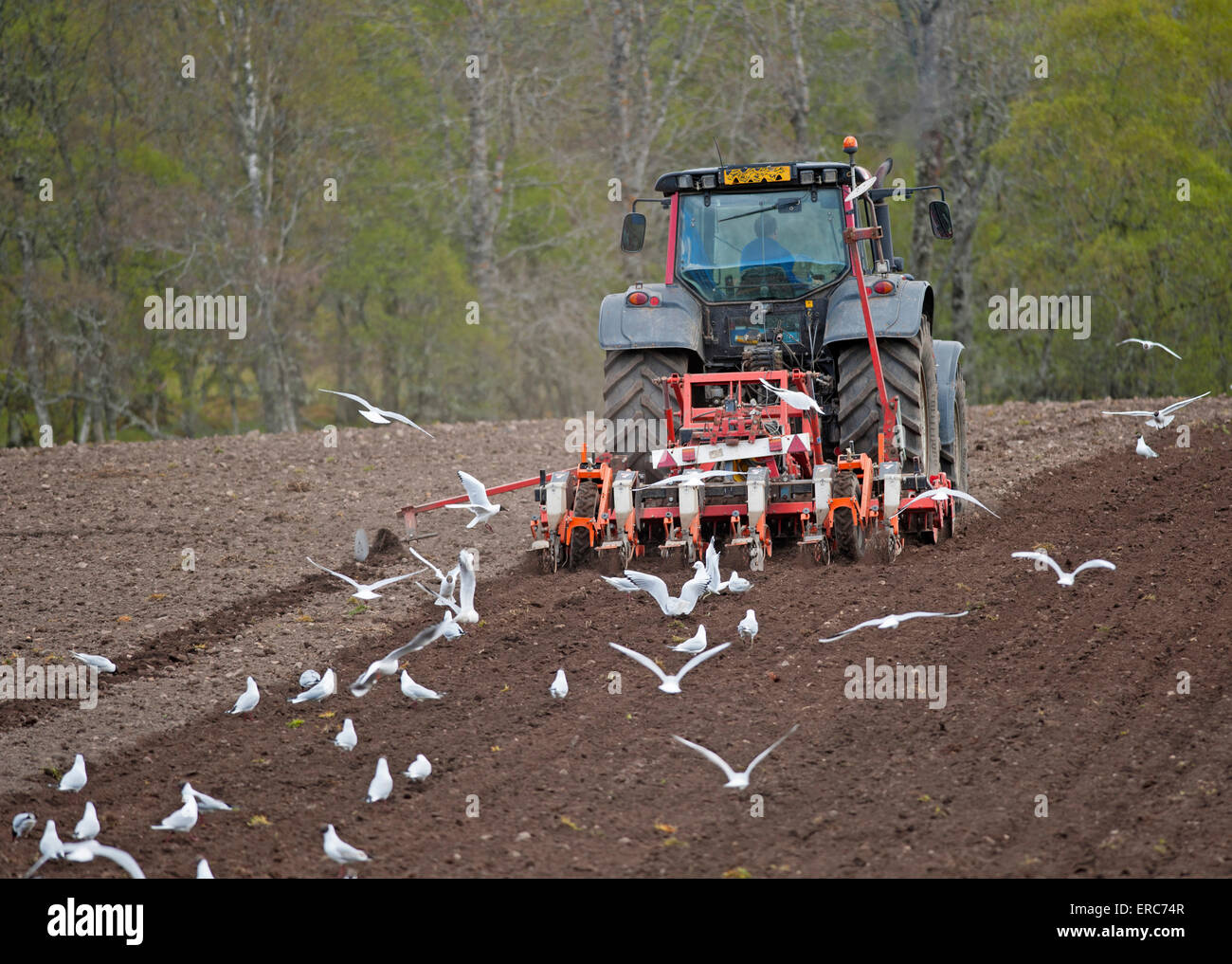Birds following the plough hi-res stock photography and images - Alamy