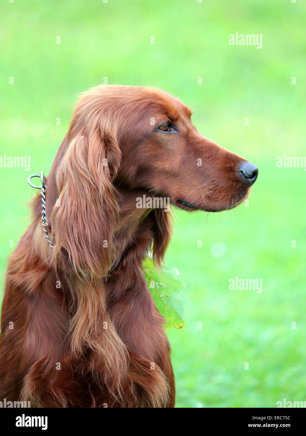 Typical Irish Red Setter on a green grass lawn Stock Photo - Alamy