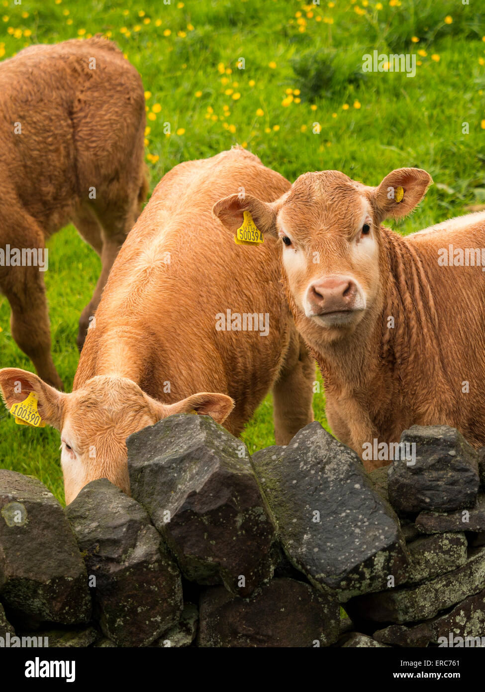 Cow calf animal hi-res stock photography and images - Alamy