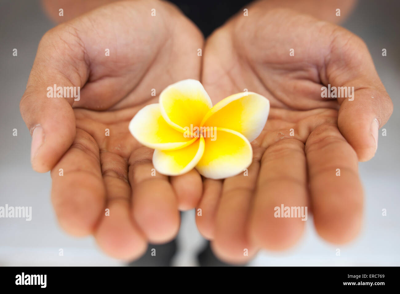 Frangipani flower in cupped hands Stock Photo - Alamy
