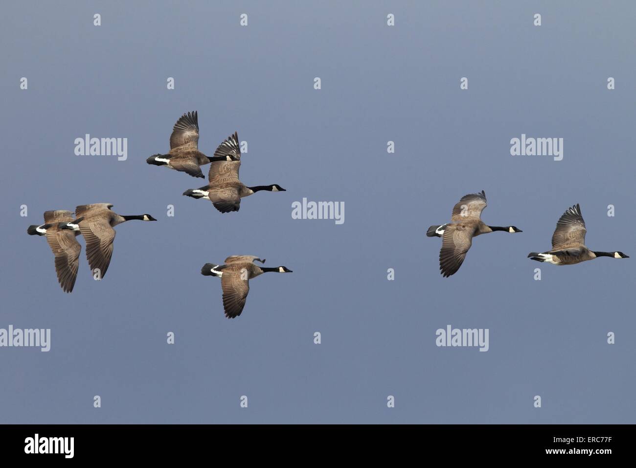 Canada geese flying side view hi-res stock photography and images - Alamy