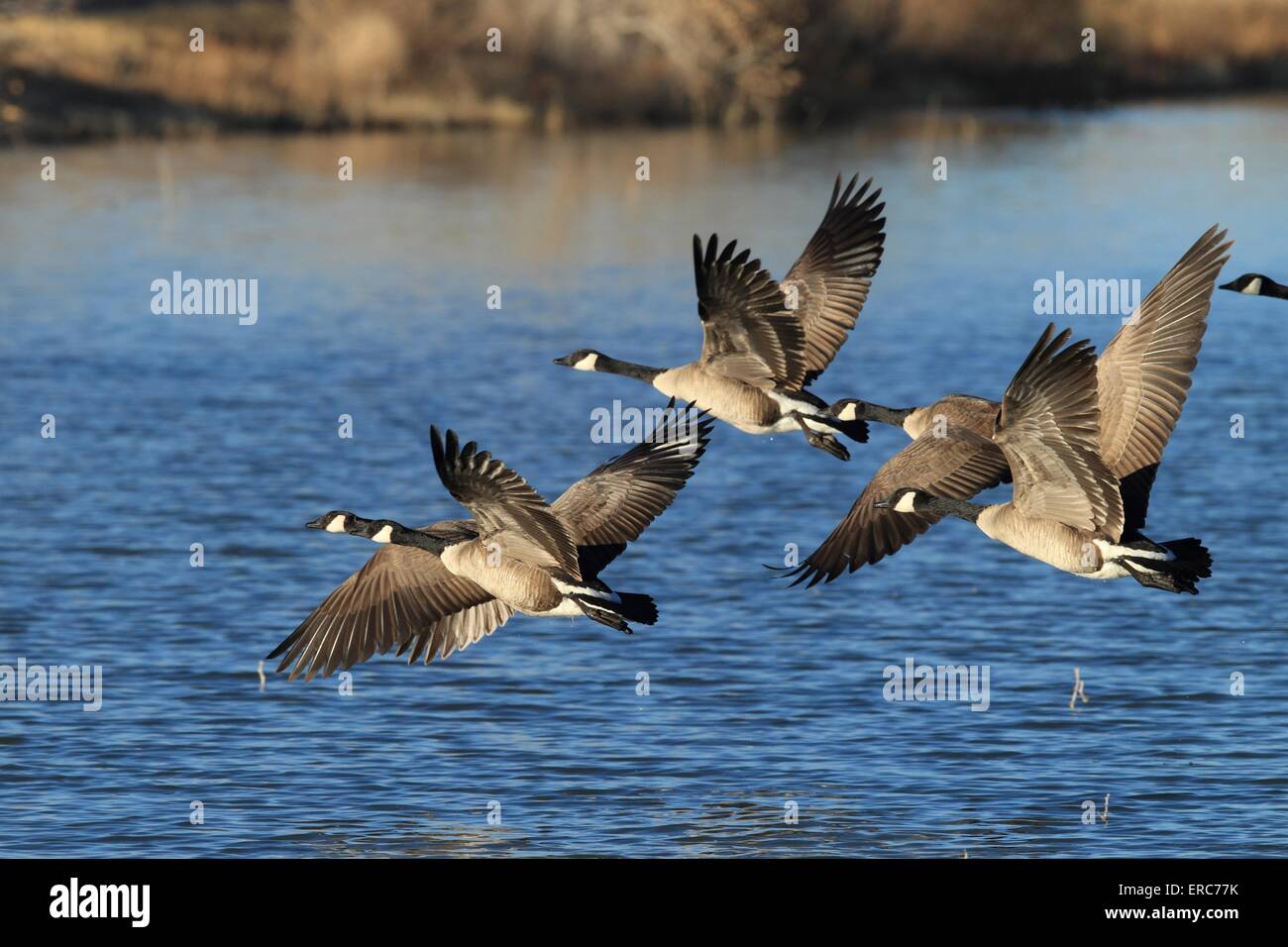 5 geese hi-res stock photography and images - Alamy