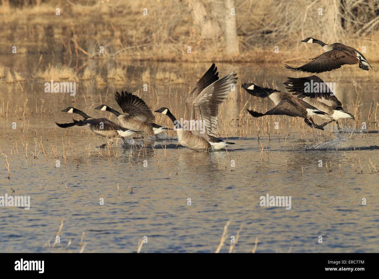Canada goose canadensis adult starting hi-res stock photography and ...
