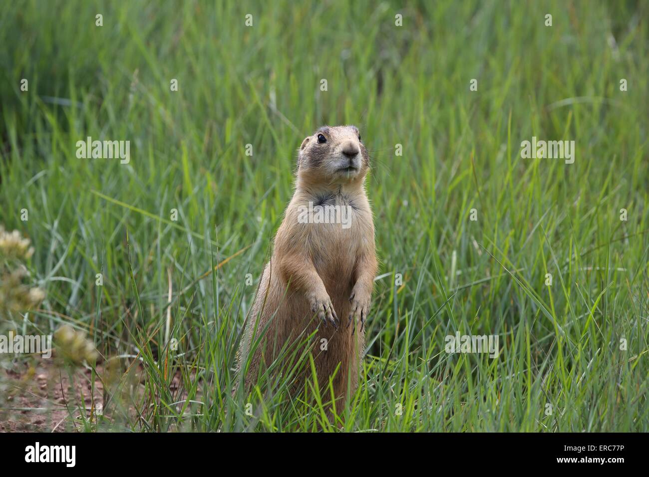 Prairie dogs stand hi-res stock photography and images - Alamy