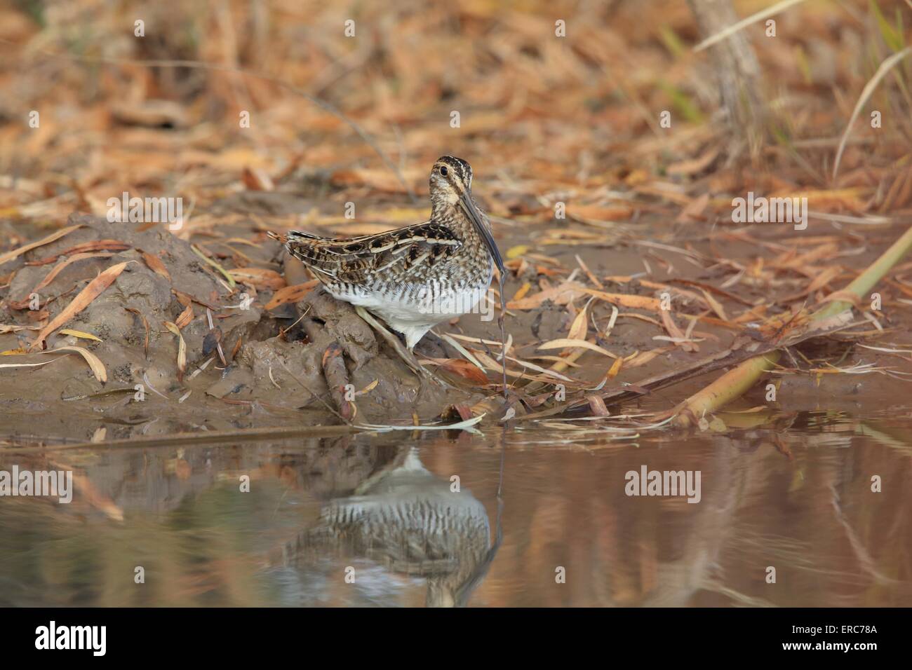Common snipes hi-res stock photography and images - Alamy
