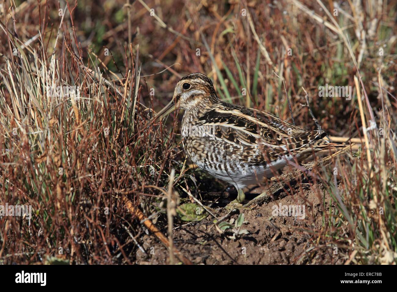 Snipes birds hi-res stock photography and images - Alamy
