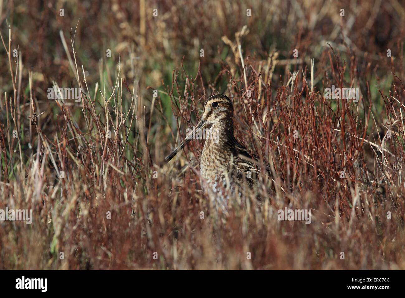 Snipes head hi-res stock photography and images - Alamy