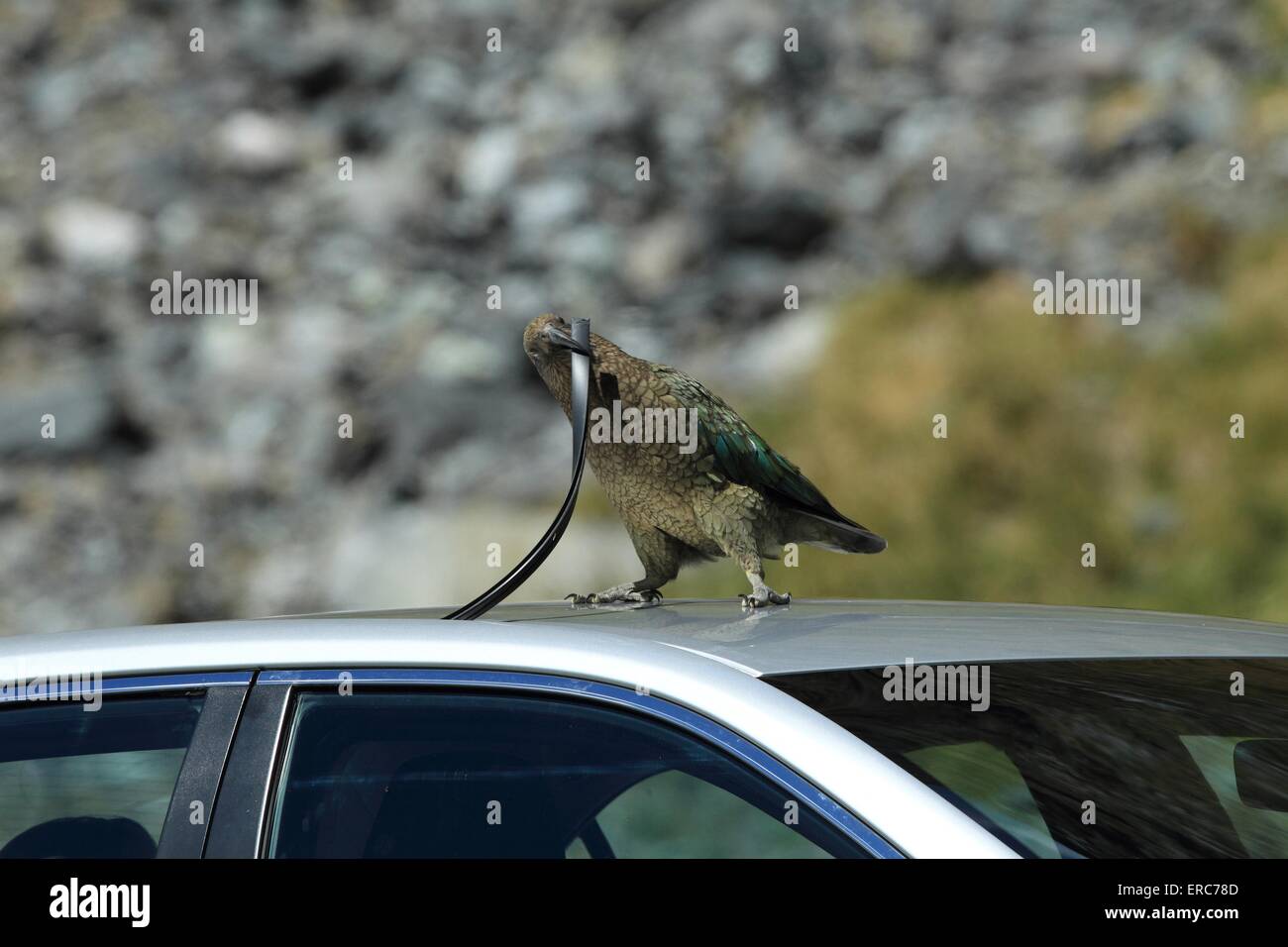Kea hi-res stock photography and images - Alamy