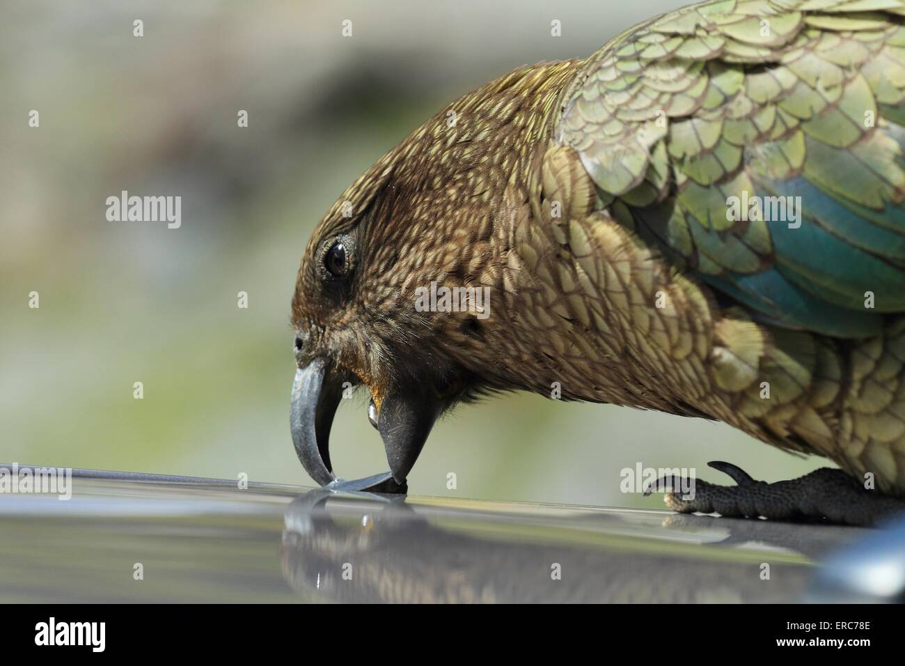 Keas hi-res stock photography and images - Alamy