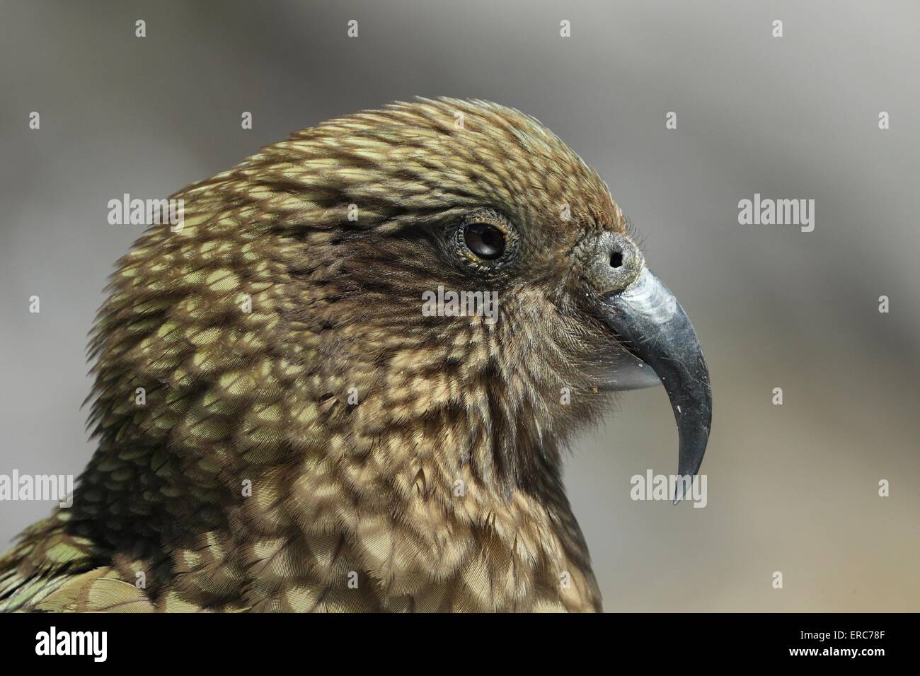 Keas hi-res stock photography and images - Alamy