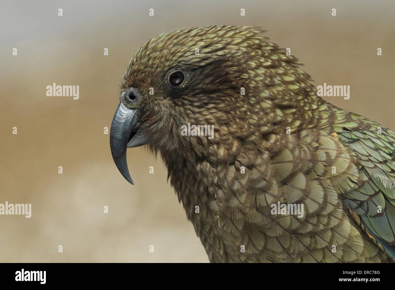 Keas hi-res stock photography and images - Alamy