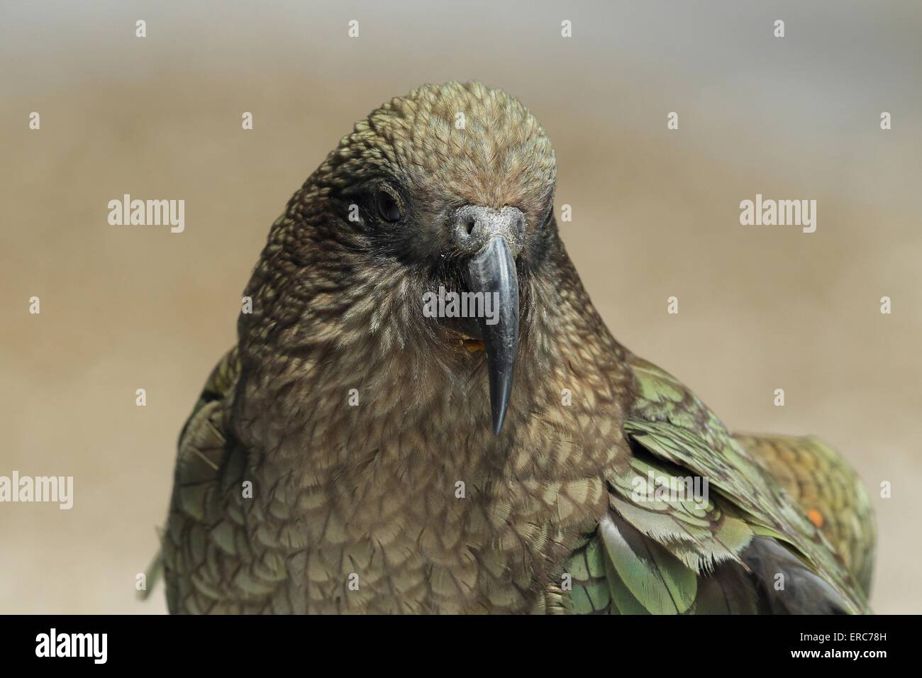 Keas hi-res stock photography and images - Alamy