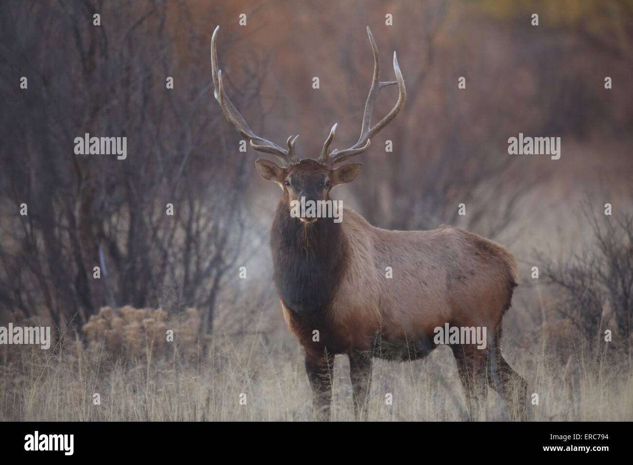 Wapiti antlers hi-res stock photography and images - Alamy