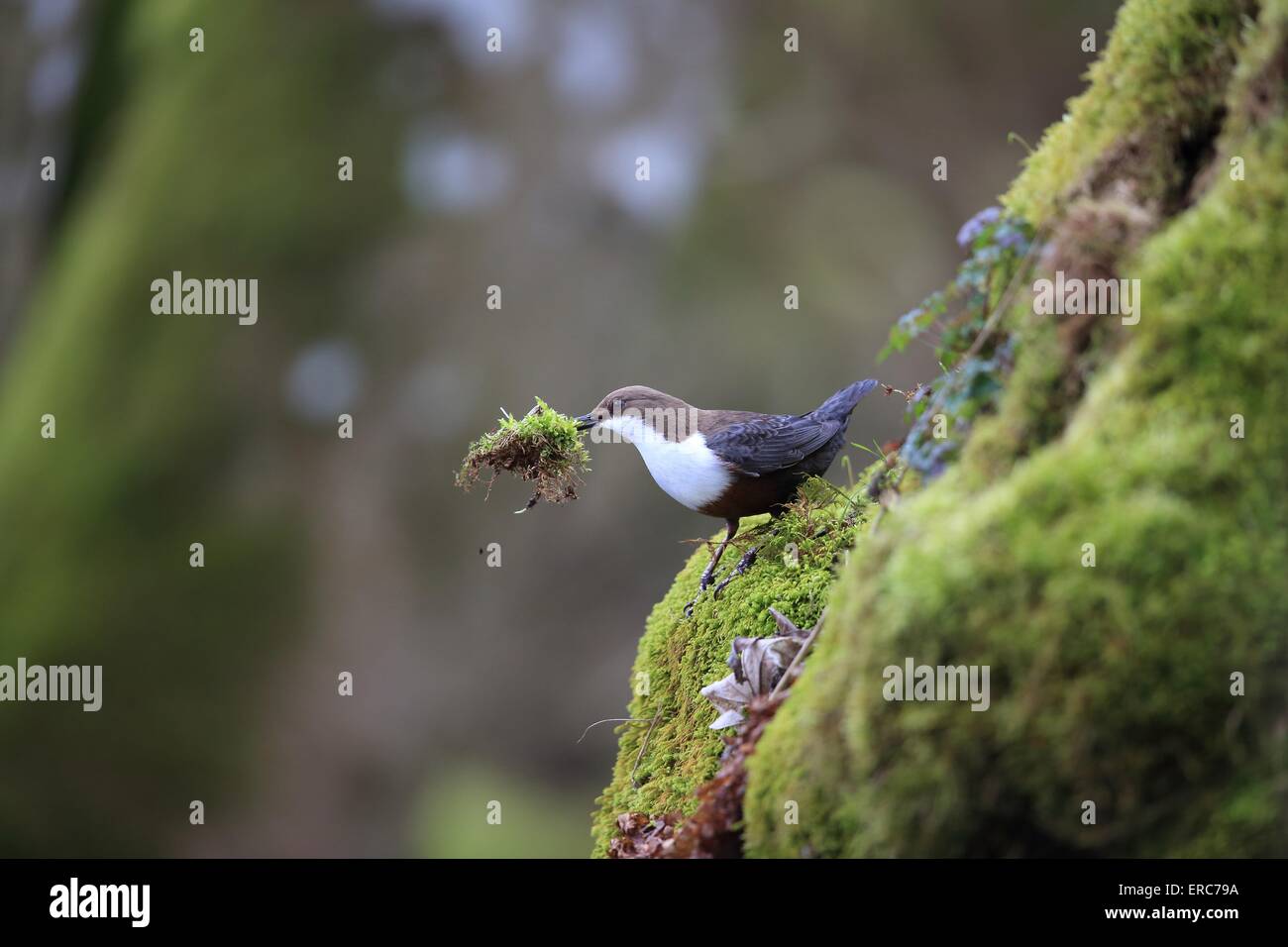 Dippers nest hi-res stock photography and images - Alamy
