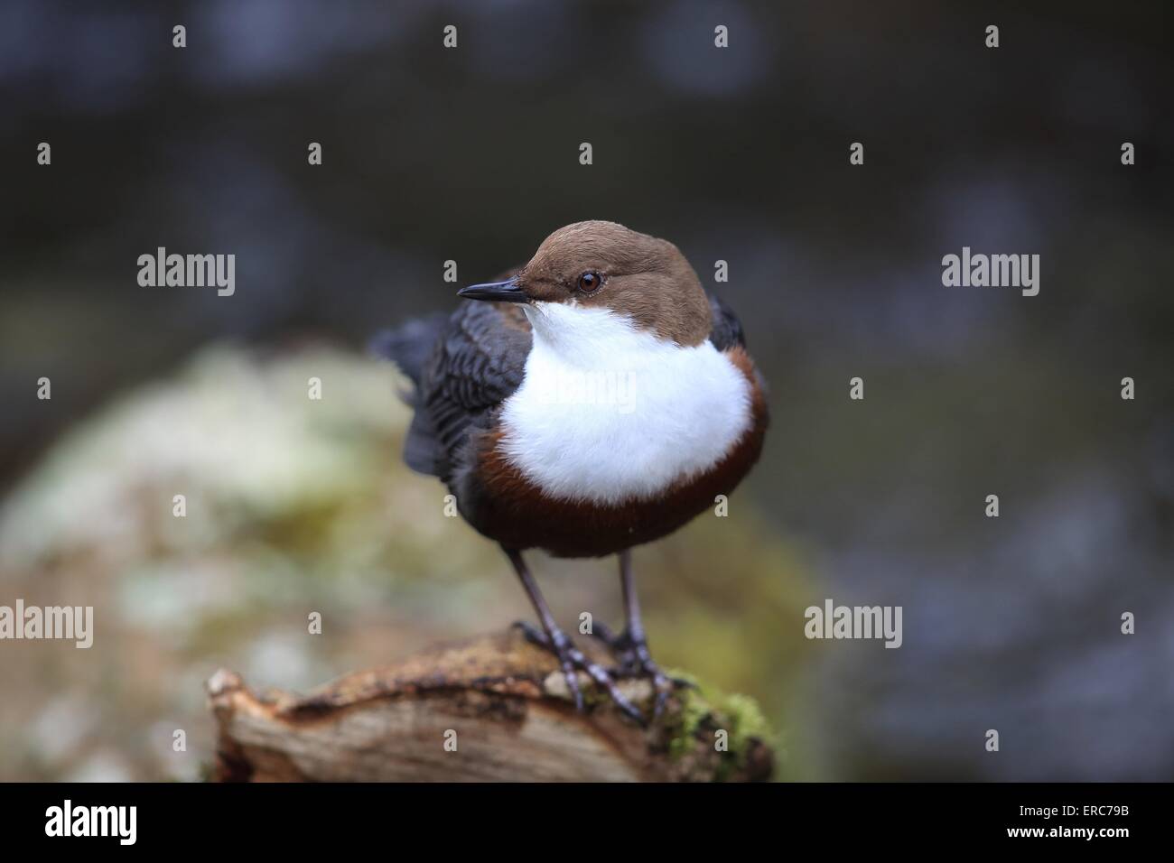 Eurasian dippers hi-res stock photography and images - Alamy