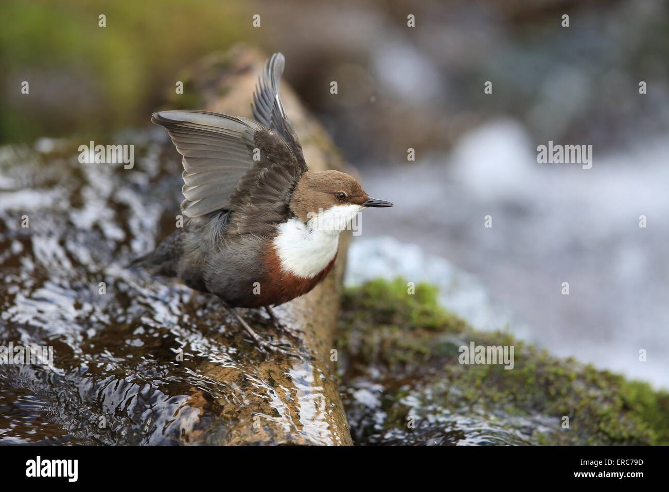 Riverfront common hi-res stock photography and images - Alamy