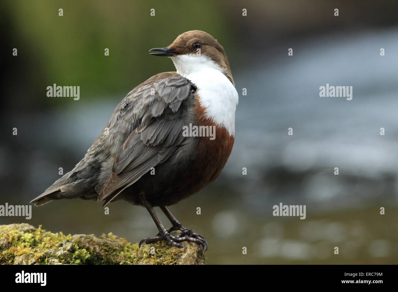 Common dipper hi-res stock photography and images - Alamy