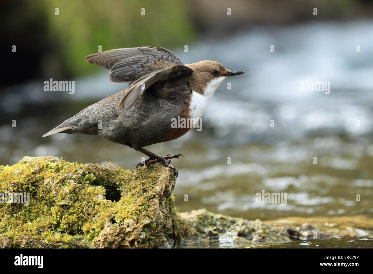 Dipper hi-res stock photography and images - Alamy