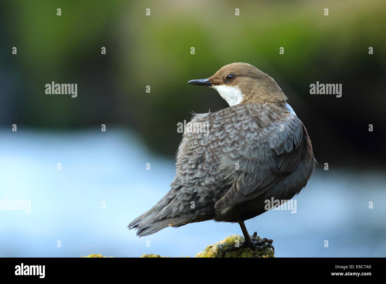 Eurasian dippers hi-res stock photography and images - Alamy