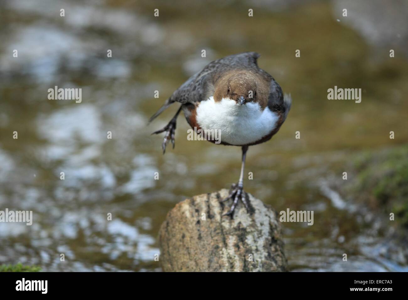 Dipper stretching hi-res stock photography and images - Alamy