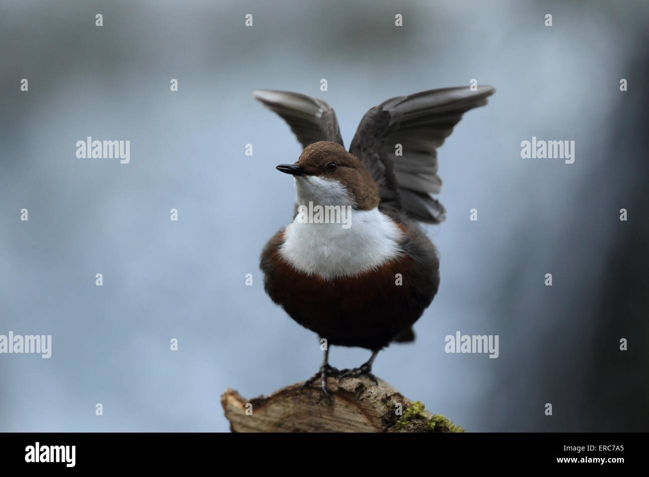 Eurasian dippers hi-res stock photography and images - Alamy