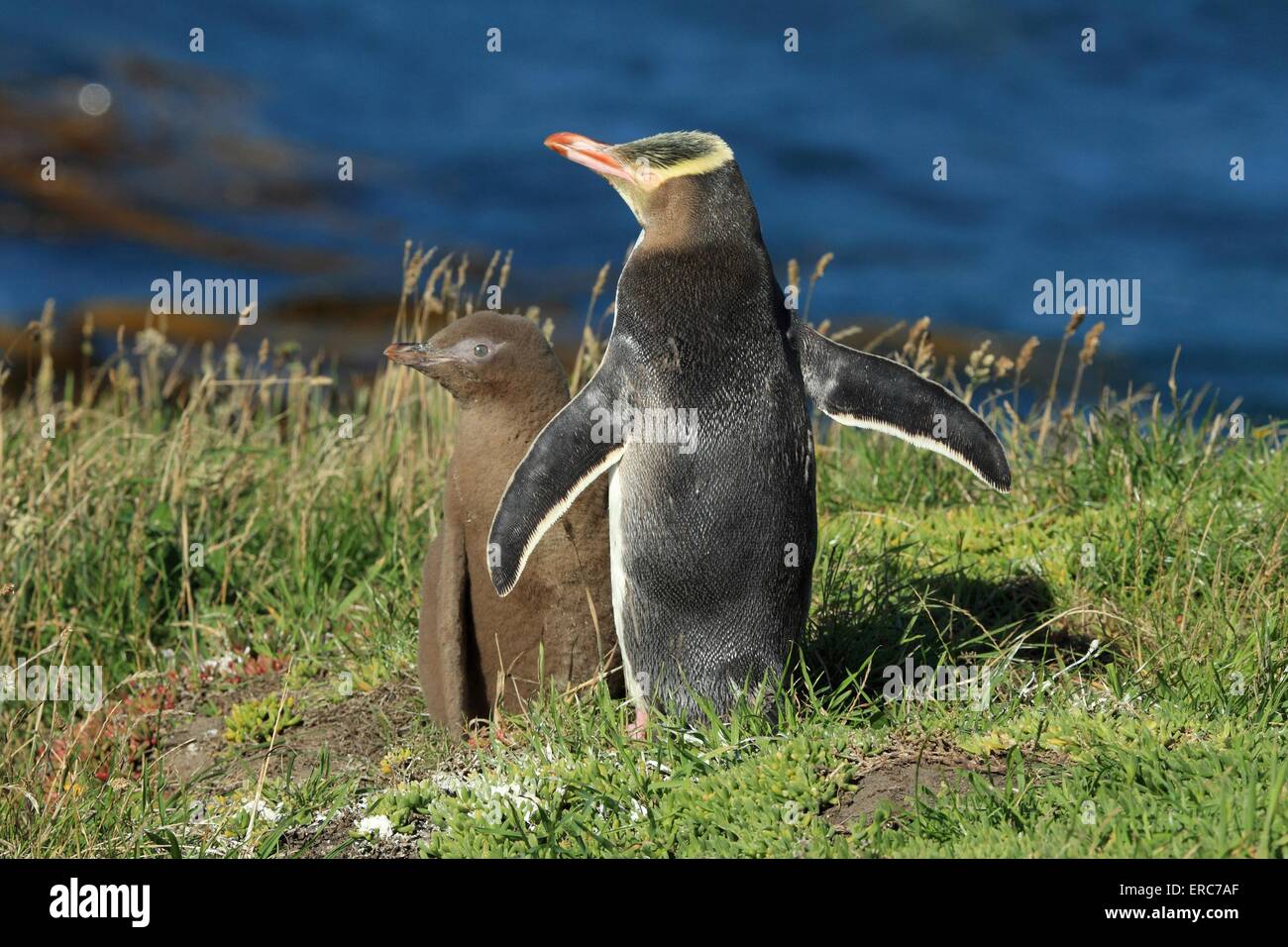 Yellow eyed penguin hi-res stock photography and images - Alamy