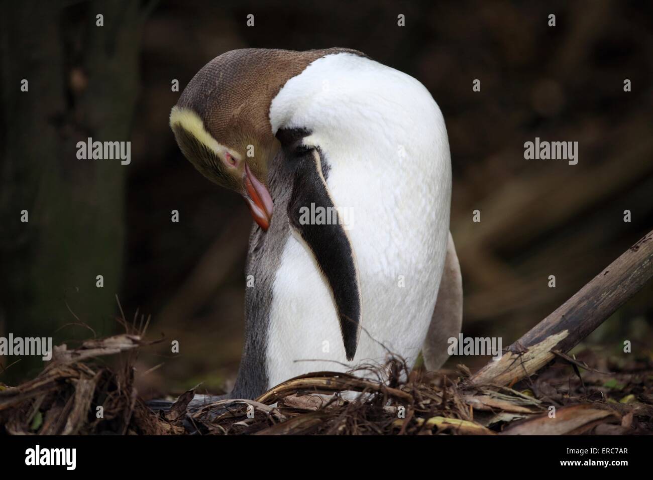 Clean penguin hi-res stock photography and images - Alamy
