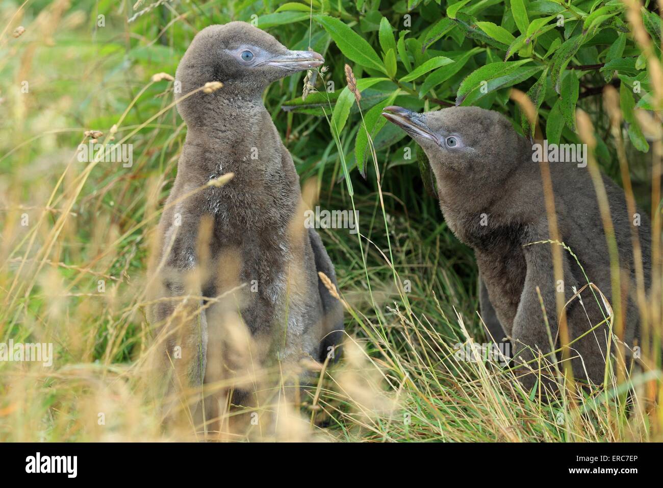 Hatchling penguins hi-res stock photography and images - Alamy
