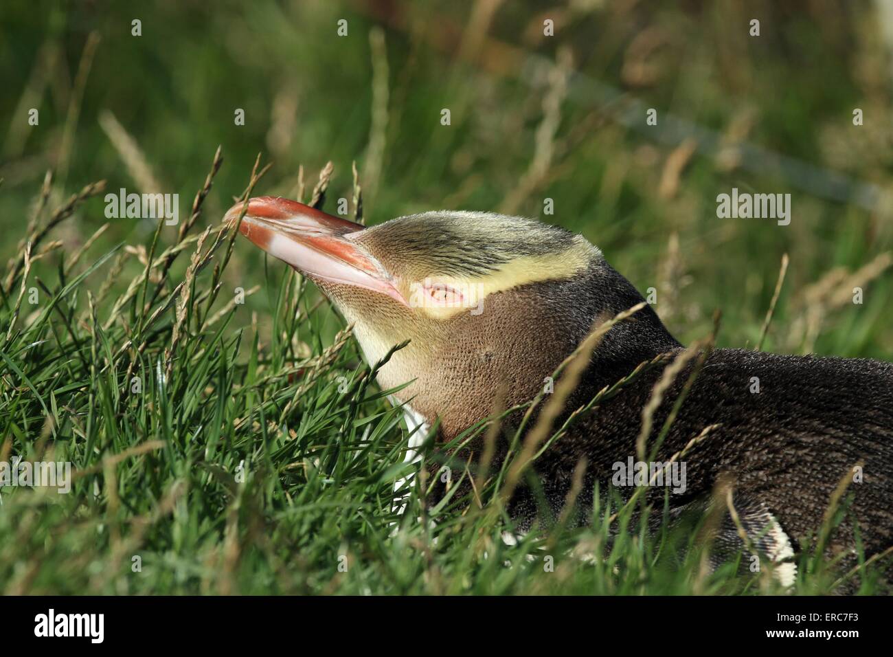 Penguins Sleeping High Resolution Stock Photography and Images - Alamy