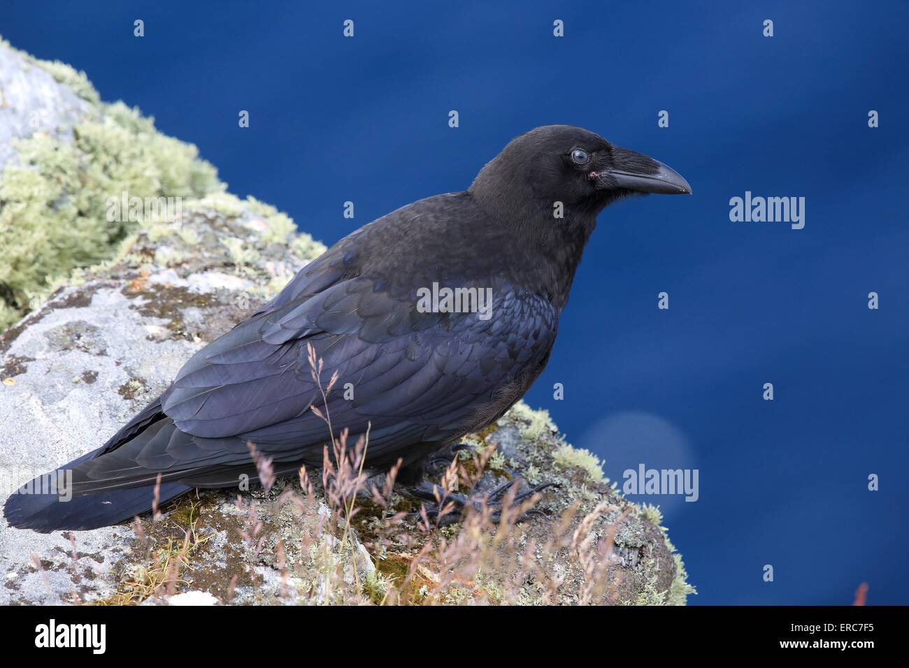 Ravens hi-res stock photography and images - Alamy