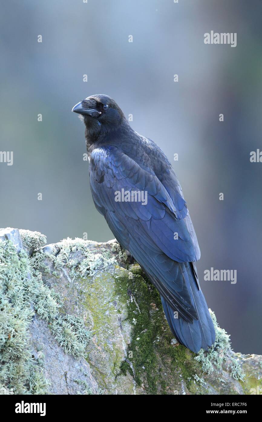 Raven rocks hi-res stock photography and images - Alamy