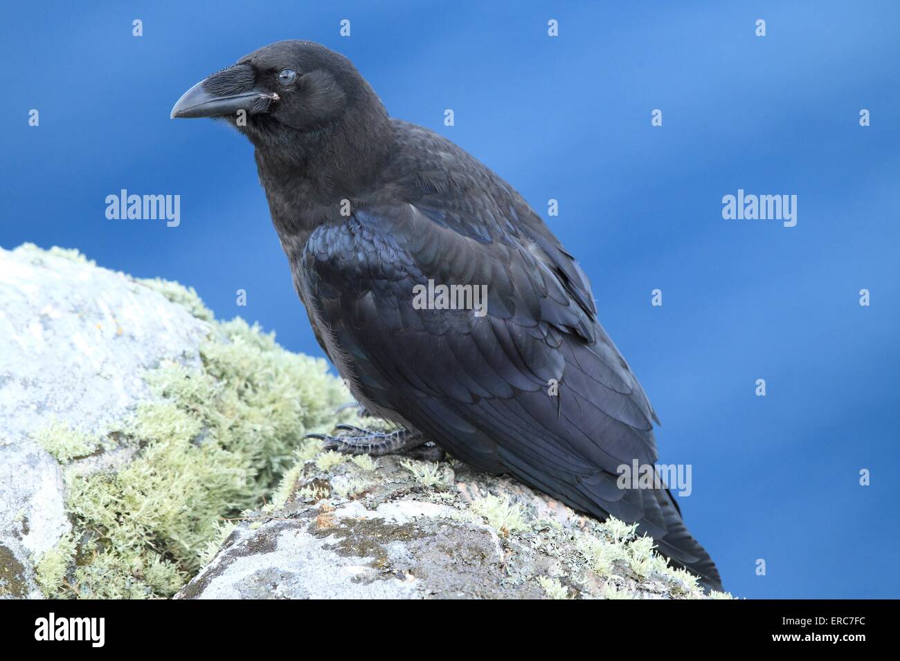Raven profile view hi-res stock photography and images - Alamy