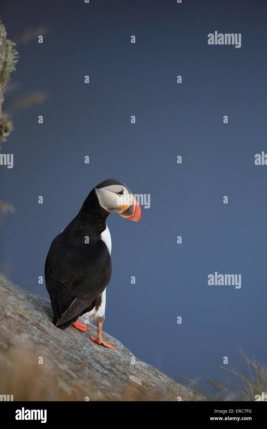 Puffin size hi-res stock photography and images - Alamy