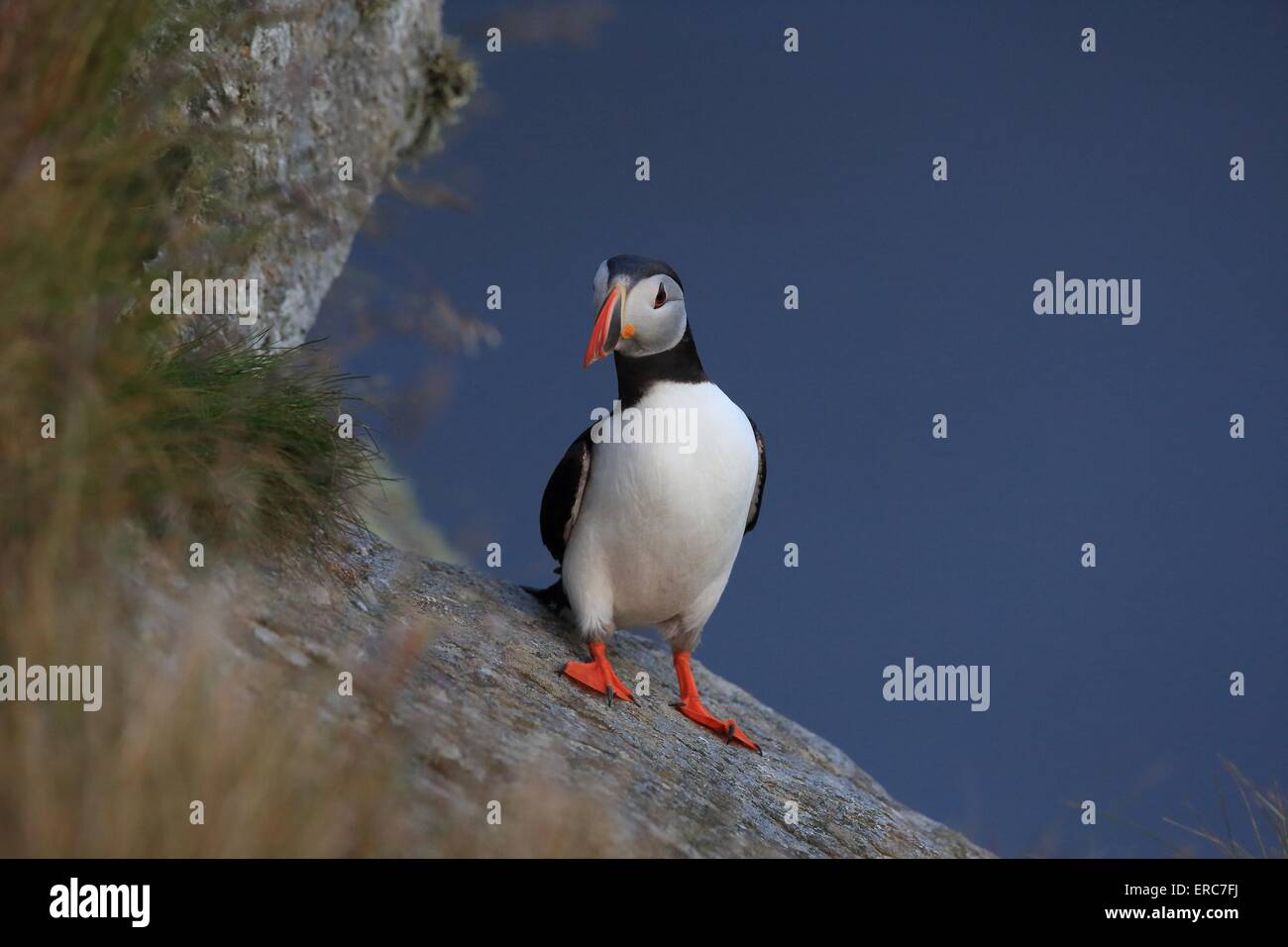 Puffin adult hi-res stock photography and images - Alamy
