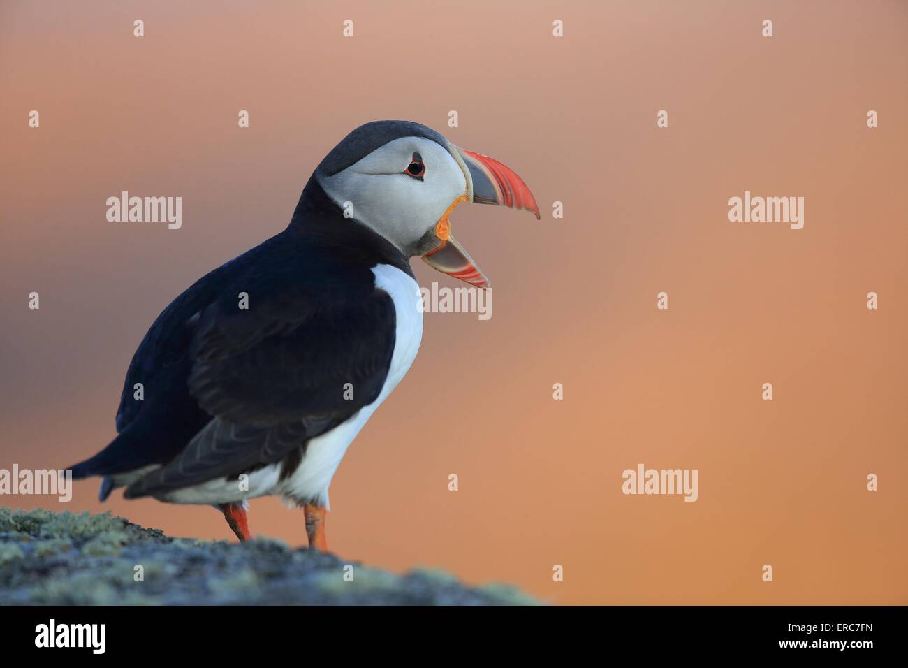 Puffins beaks open hi-res stock photography and images - Alamy
